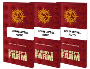Sour Diesel Auto - Autoflower Seeds | BARNEYS FARM USA