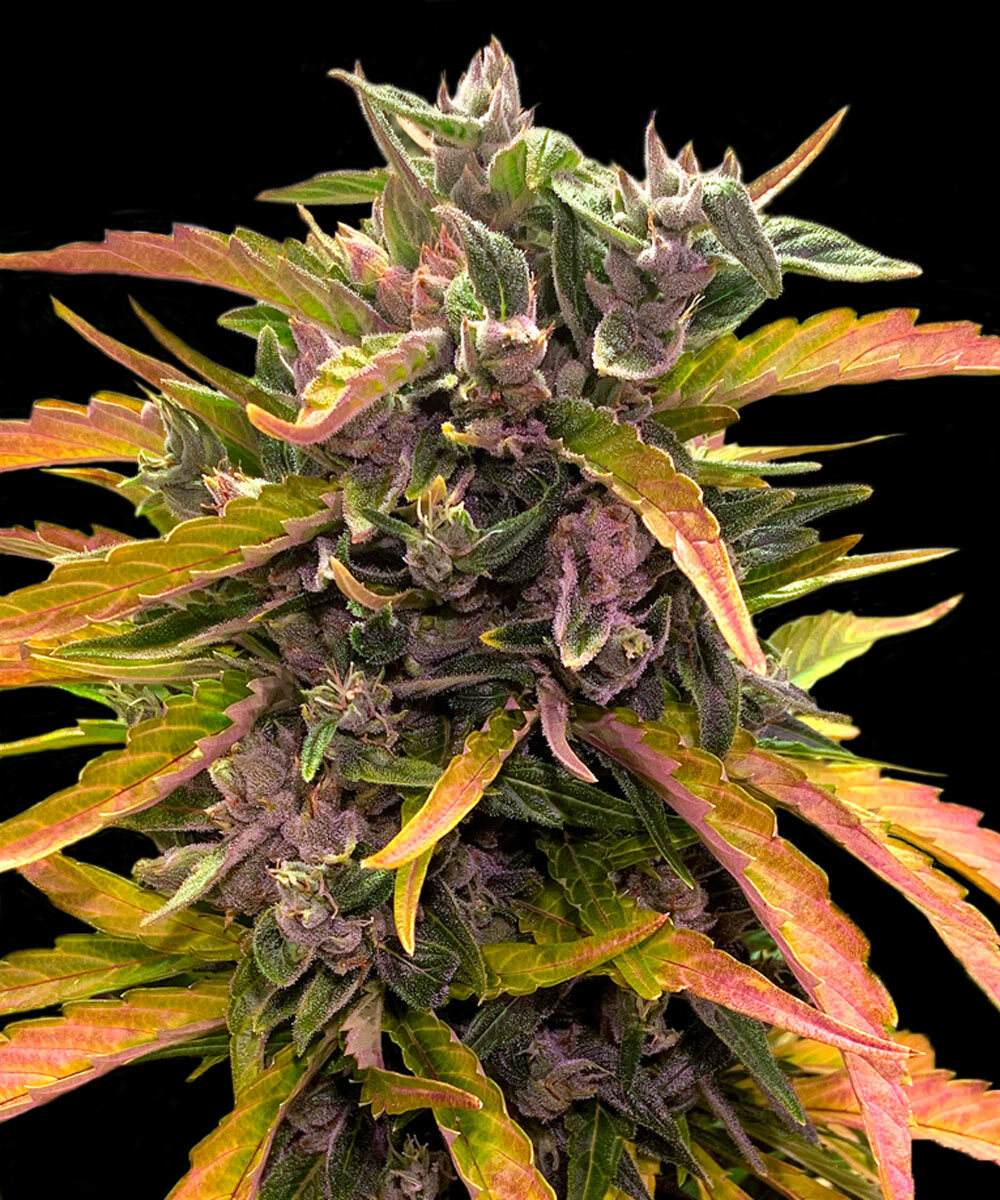 GG4 Auto - Autoflower Seeds | BARNEYS FARM USA