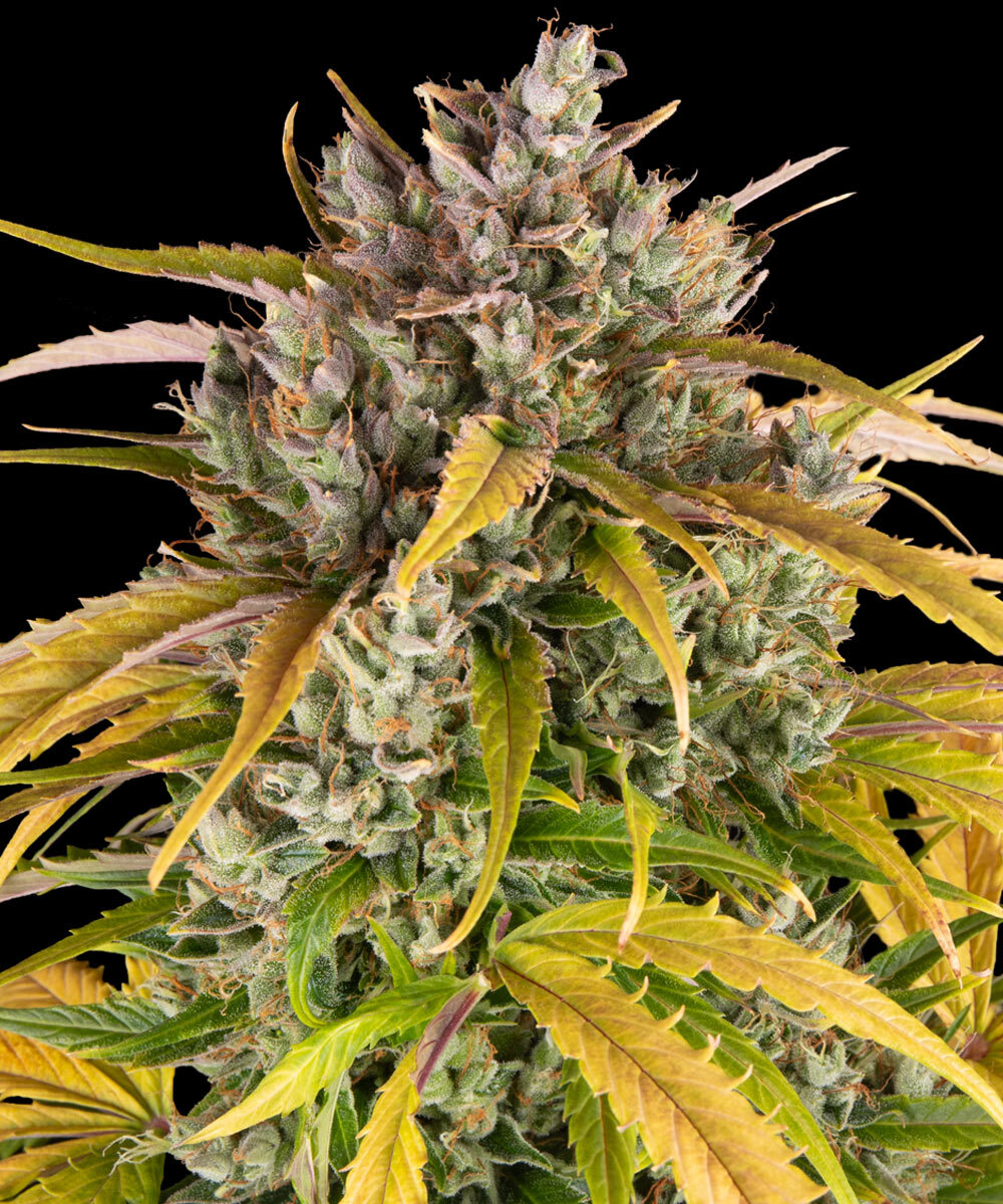 LSD Auto - Autoflower Seeds | BARNEYS FARM USA