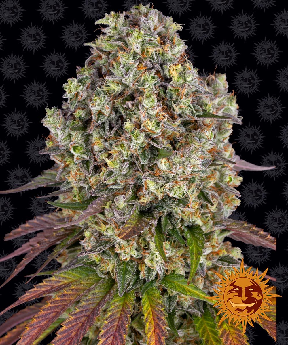 Barneys Farm: Sour Diesel Strain Seeds Barneys Farm: Sour Diesel Strain Seeds
