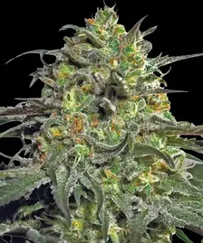 High THC Weed Strains | Cannabis Seeds USA