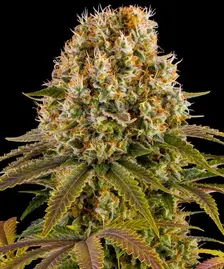 USA Weed Strains | Barneys Farm USA