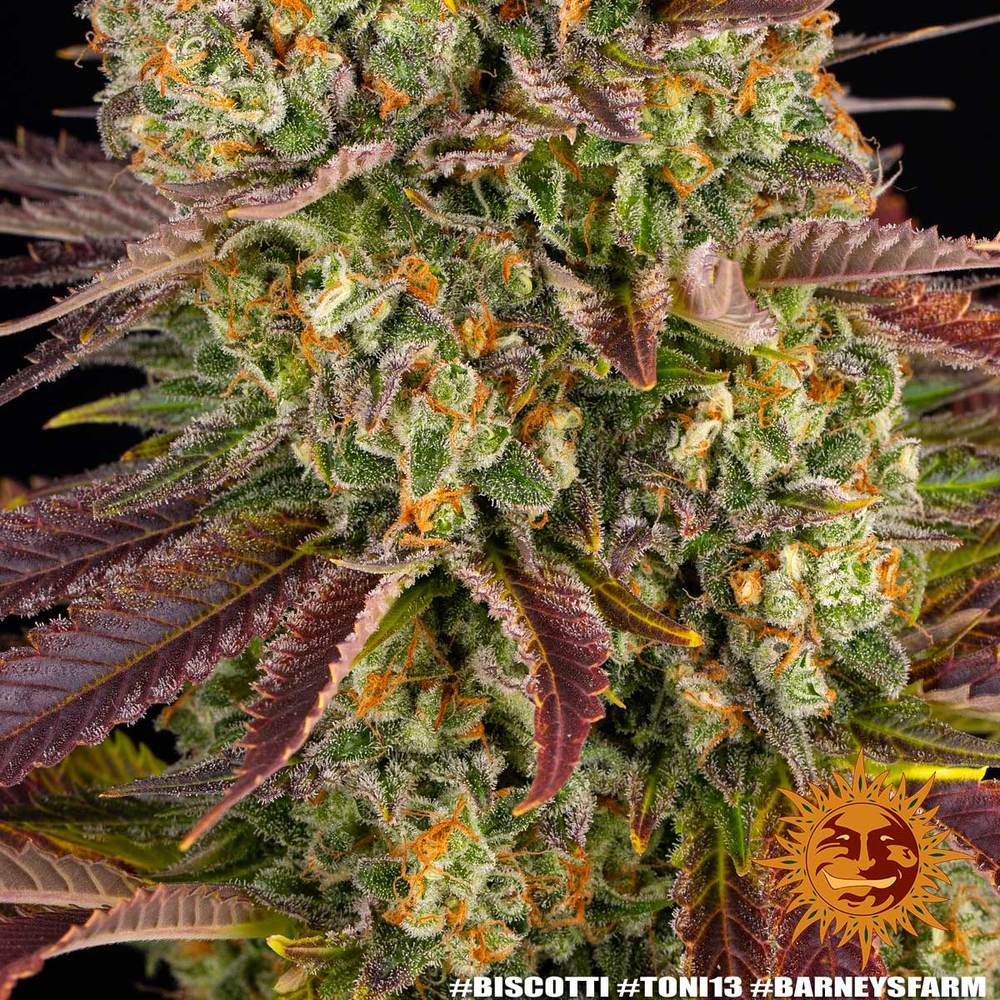 Biscotti Strain Seeds | BARNEYS FARM USA