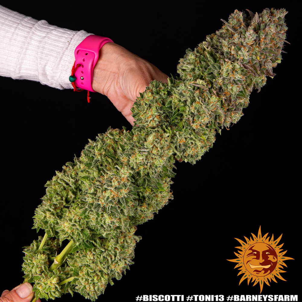 Biscotti Strain Seeds | BARNEYS FARM USA