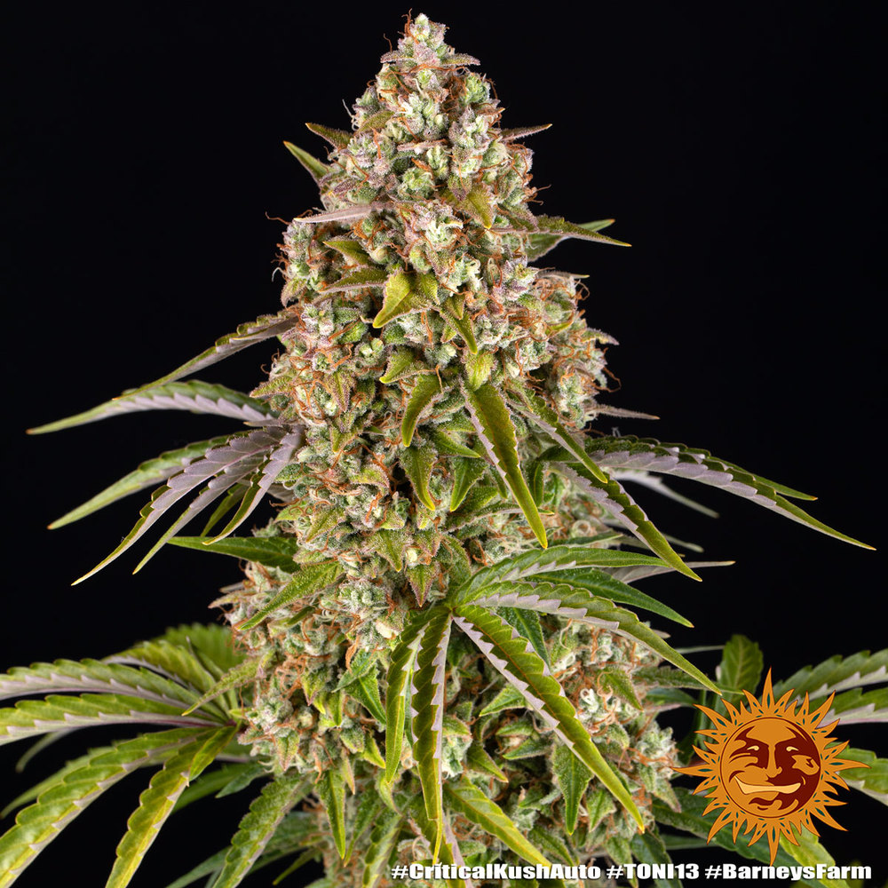 Critical Kush Auto - Autoflower Seeds | BARNEYS FARM USA