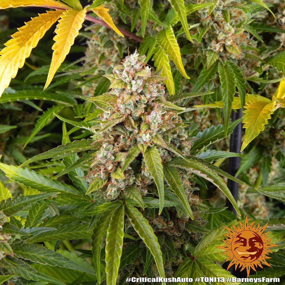 Critical Kush Auto - Autoflower Seeds | BARNEYS FARM USA