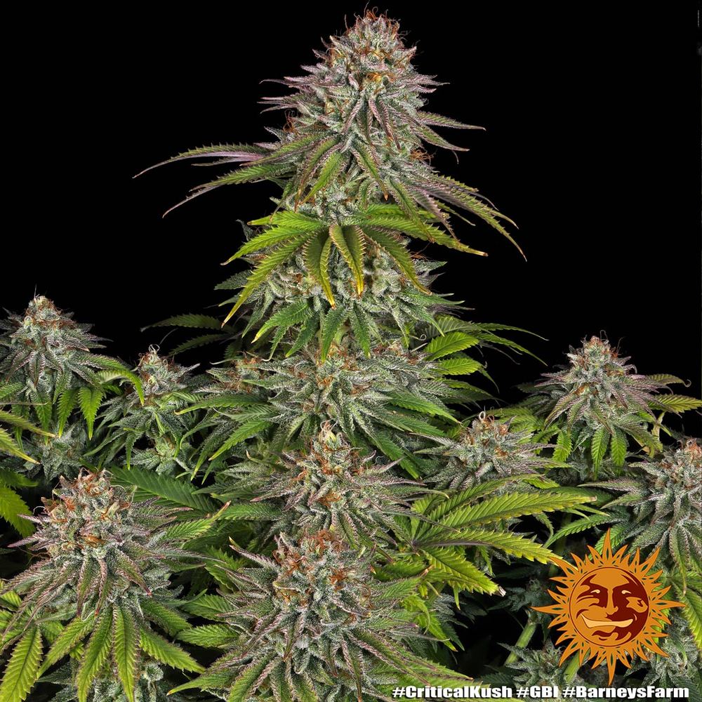 Critical Kush Strain Seeds | BARNEYS FARM USA