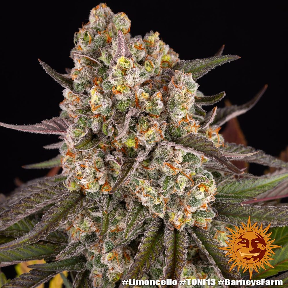 Limoncello Strain Seeds | BARNEYS FARM USA