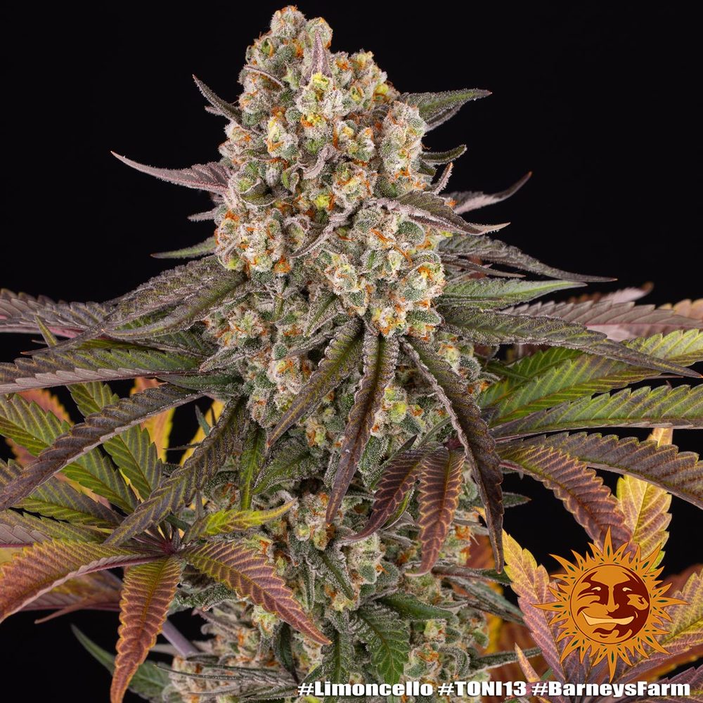 Limoncello Strain Seeds | BARNEYS FARM USA