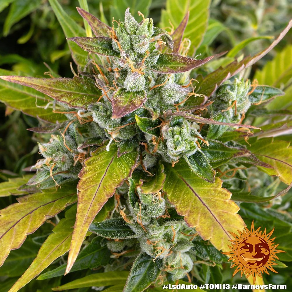 LSD Auto - Autoflower Seeds | BARNEYS FARM USA