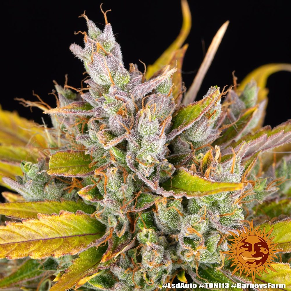 LSD Auto - Autoflower Seeds | BARNEYS FARM USA