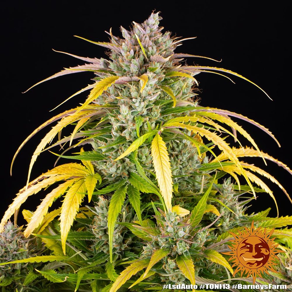LSD Auto - Autoflower Seeds | BARNEYS FARM USA