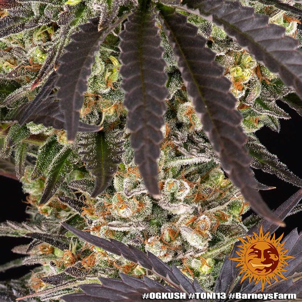 OG Kush Strain Seeds | BARNEYS FARM USA
