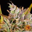 LSD Auto - Autoflower Seeds | BARNEYS FARM USA