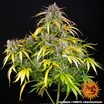 LSD Auto - Autoflower Seeds | BARNEYS FARM USA