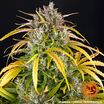 LSD Auto - Autoflower Seeds | BARNEYS FARM USA